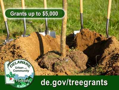 Delaware Urban and Community Forestry Accepting Applications Tree ...