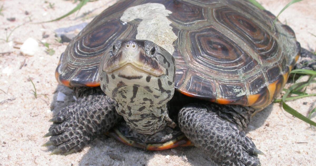Volunteers needed to help guide and collect data on terrapin turtles | News | coasttv.com