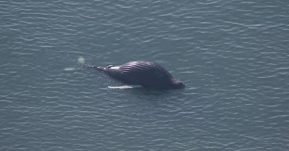 UPDATE: Officials identify dead whale off Bethany Beach as juvenile ...