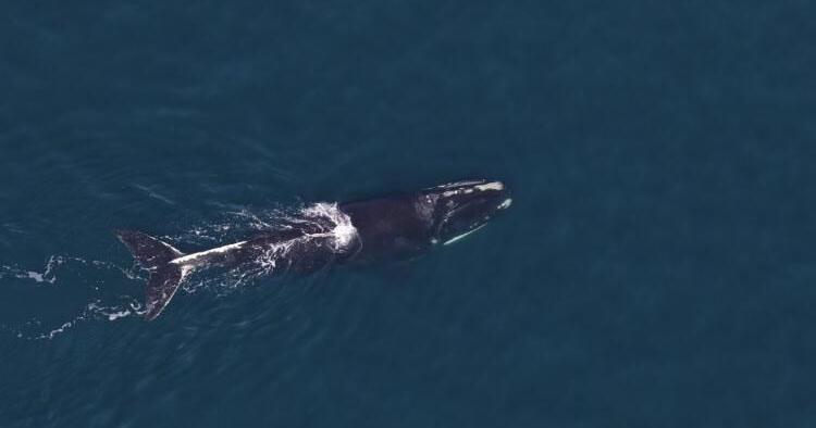 NOAA Fisheries receives $82 million in right whale protection funding ...