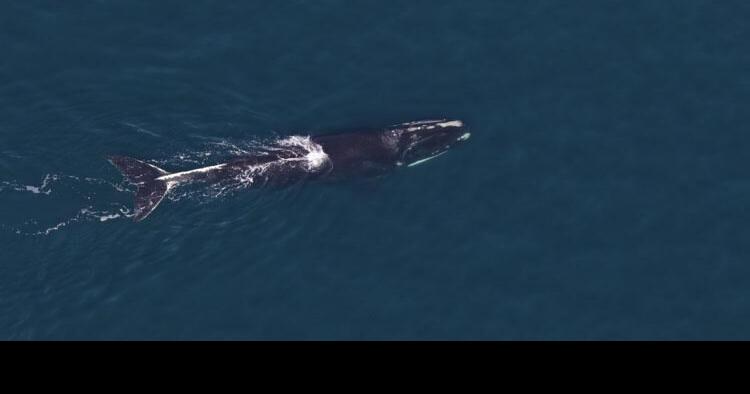 Right whales lead to extension of the slow zone off the O.C. Coast ...
