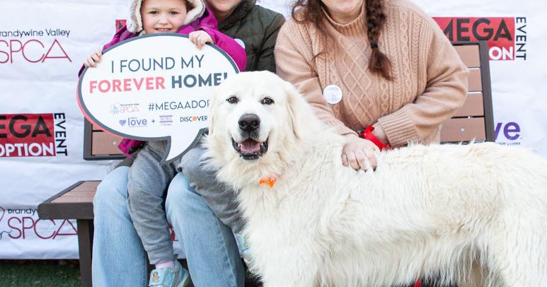 BVSPCA’s December Mega Adoption Event to find homes for hundreds of ...
