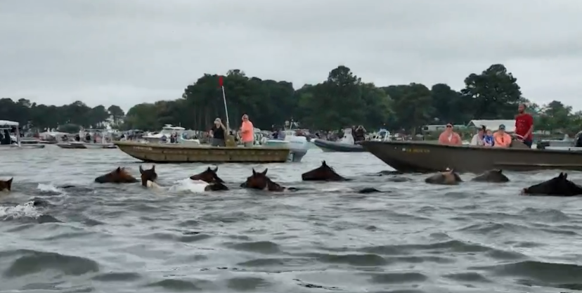 Chincoteague Volunteer Fire Company announces Pony Week 2026 schedule ...