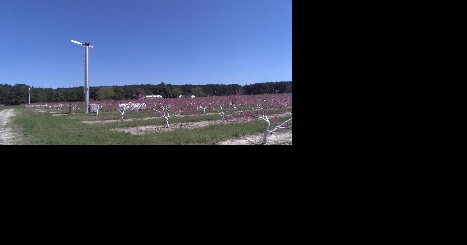 Bennett Orchards uses wind power to keep peaches blooming | News ...