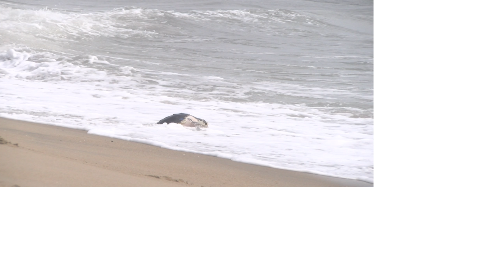 National Aquarium releases nine rescued sea turtles into ocean in Ocean ...