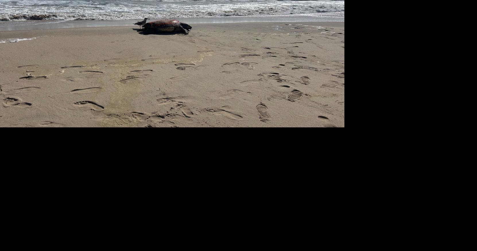 MERR Institute finds dead sea turtle in Rehoboth Beach | News | coasttv.com