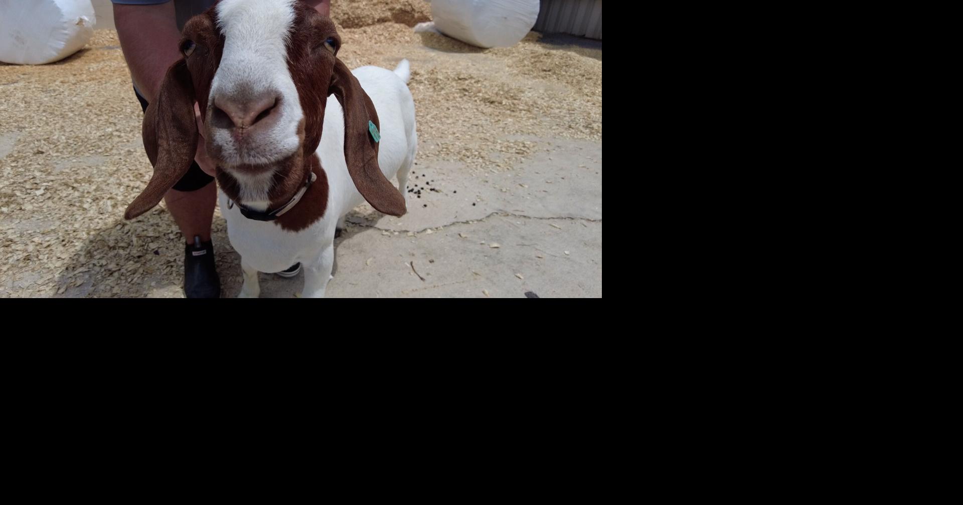 Participants are preparing their animals for showings at this year's ...