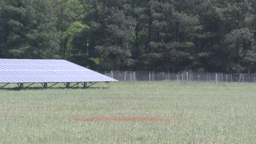 Volunteers needed for Stockley Center native wildflower planting event ...