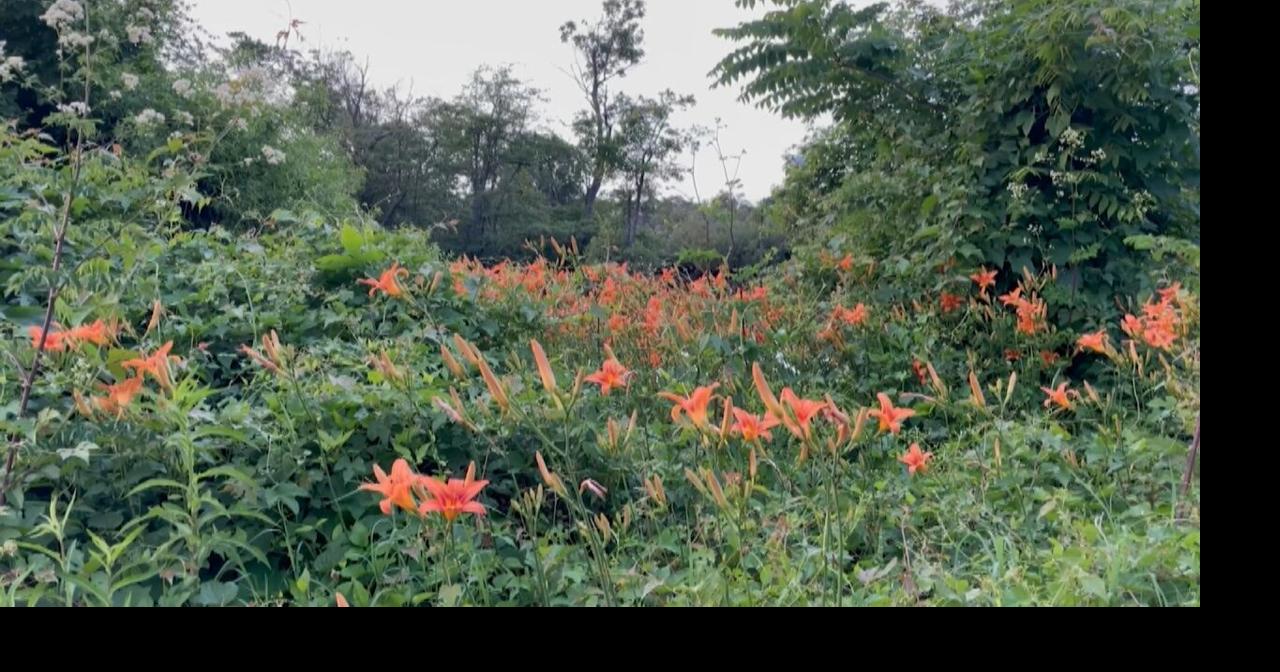 Delaware Invasive Plant Species Ban Goes Into Effect Friday | News ...