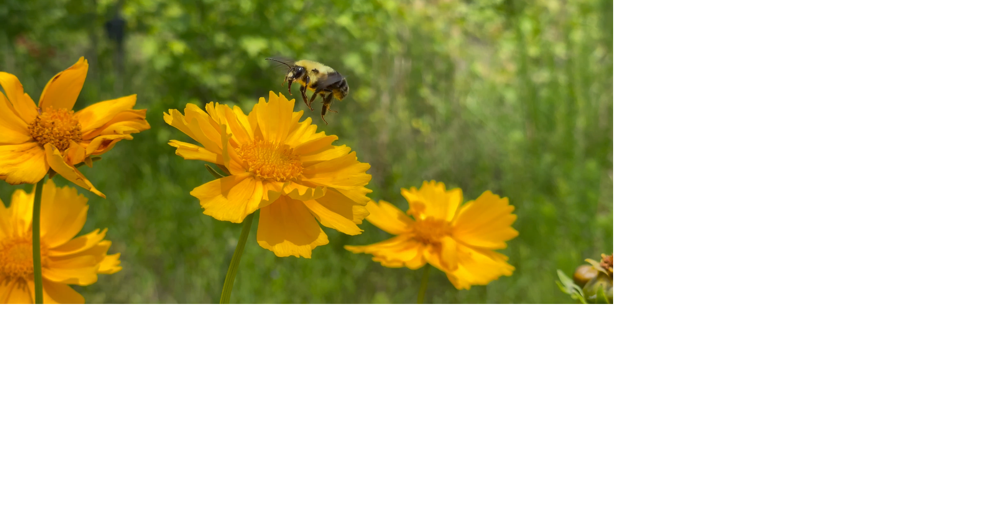First Ever Sussex County Native Plant Exchange to be Held on Saturday ...
