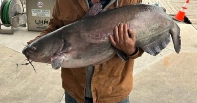 New Delaware state record for Blue Catfish caught in the Nanticoke ...