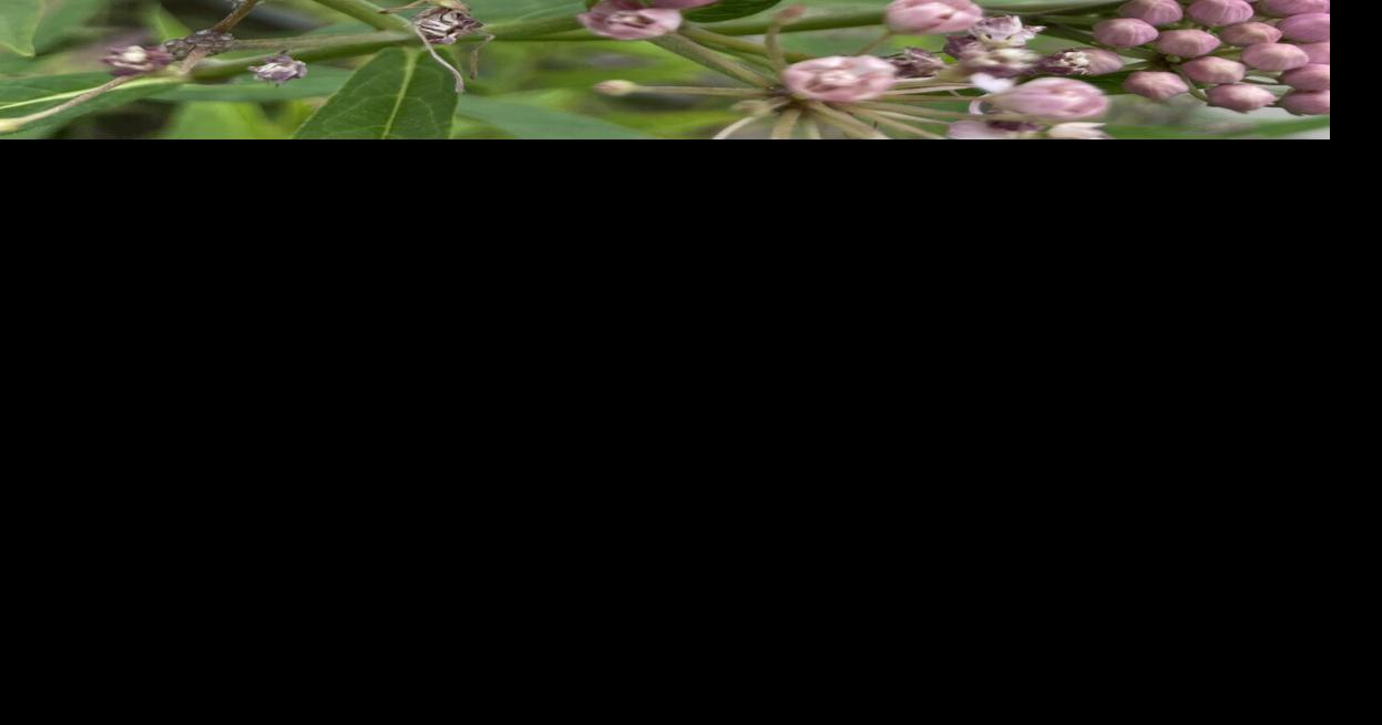 Bees in crisis: Native bee populations falling in Delaware | News ...