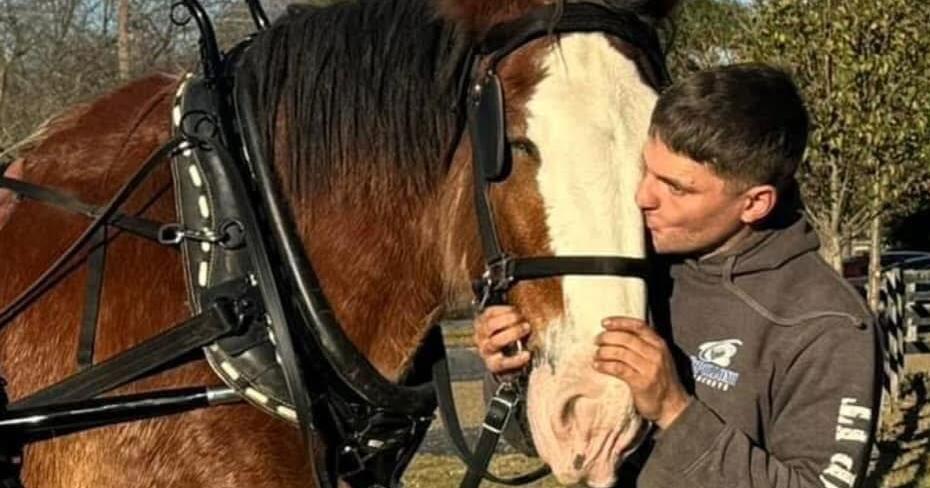 A horse dead and its rider injured after hit-and-run crash | News ...