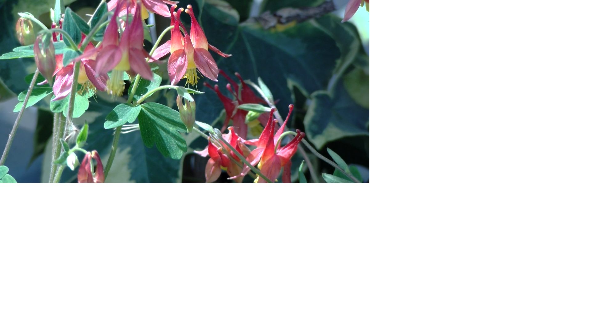 Native Plant Month highlights the importance of native plants for a ...