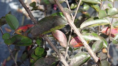Crapemyrtle Bark Scale Insects On The Rise In Sussex County | News ...