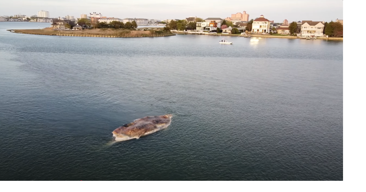 Decomposed whale found in the back bay of Ocean City | News | coasttv.com