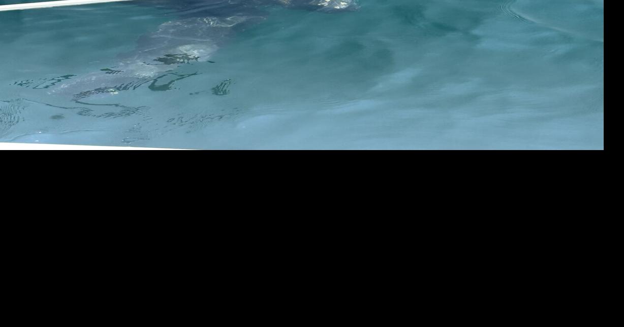 Merr Institute searching for sea turtle attached to buoy, conch pot ...