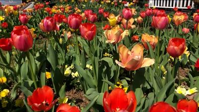 Talks to create community beautification in Dewey Beach | News ...