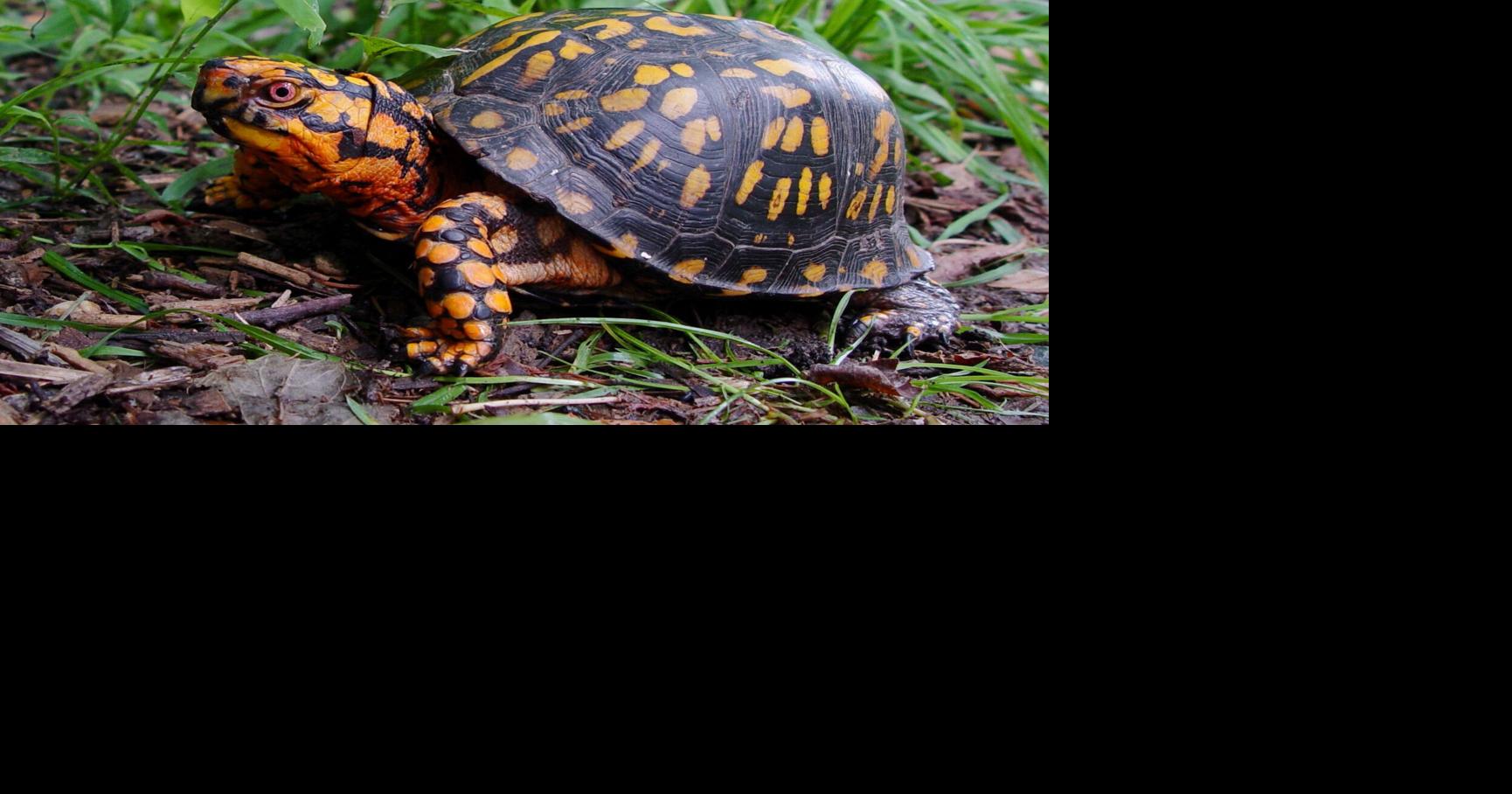 DNREC to host public listening sessions to shape 2025 Delaware Wildlife Action Plan | News ...