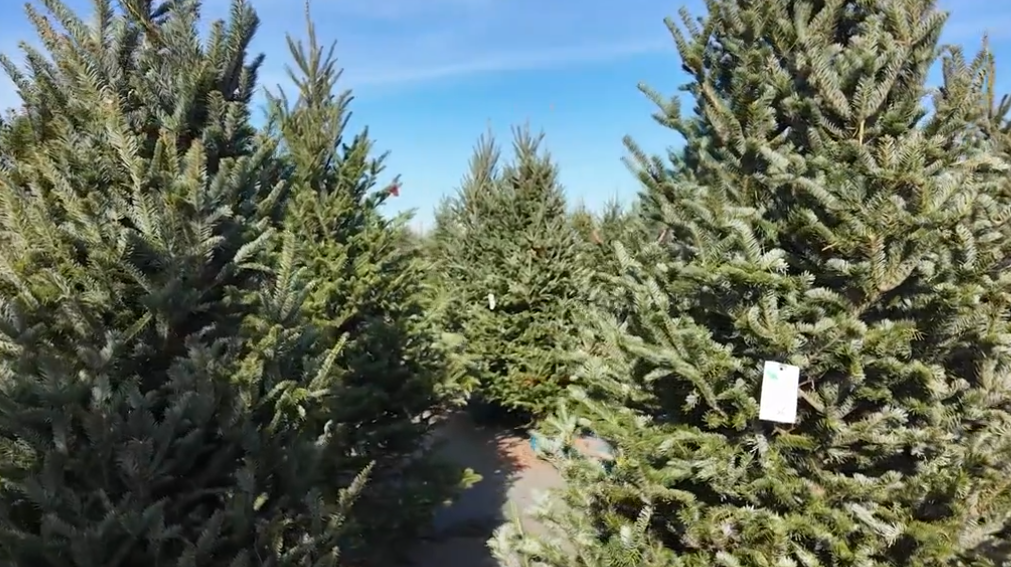 DNREC and Delaware Center for Horticulture to hold TreeCycle event ...