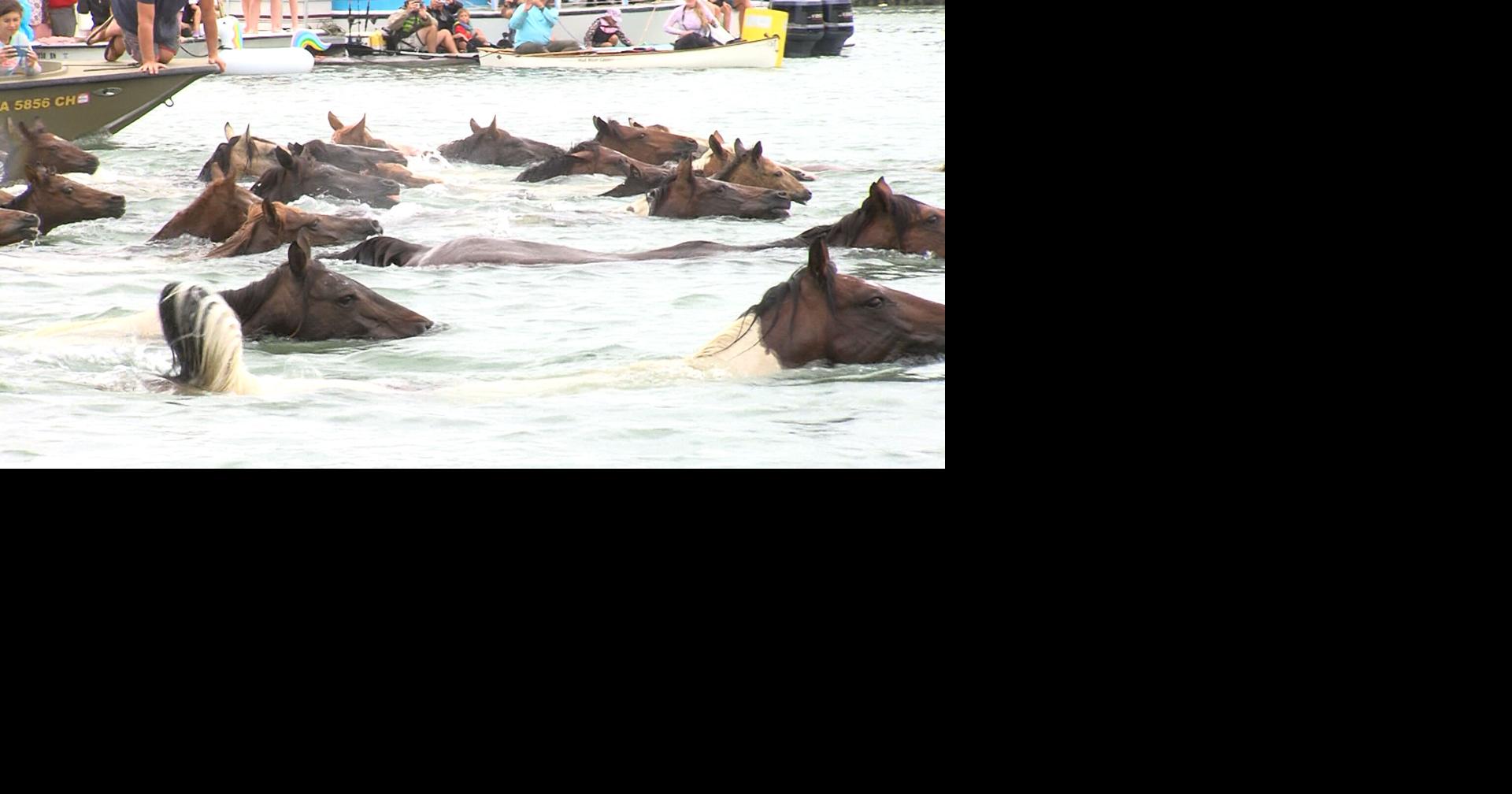Chincoteague celebrates the 100 year history of the Pony Swim | News ...