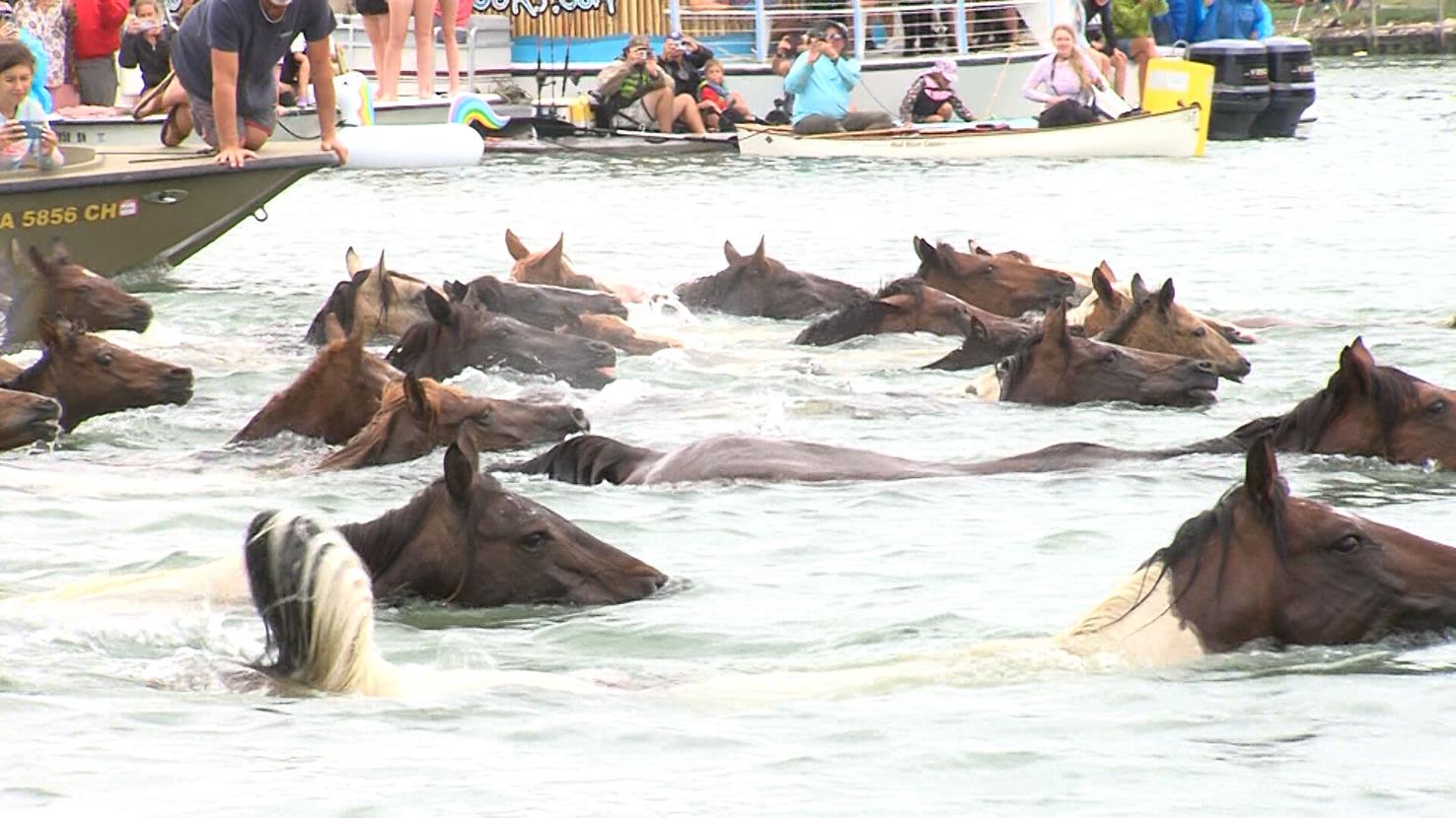 Chincoteague prepares to celebrate the 100 year history of the Pony ...
