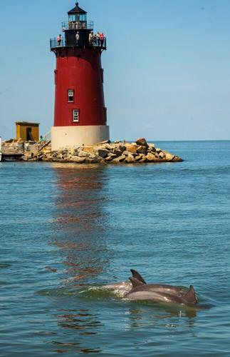 Winning photos of dolphins, lighthouses and sunsets showcased at ...