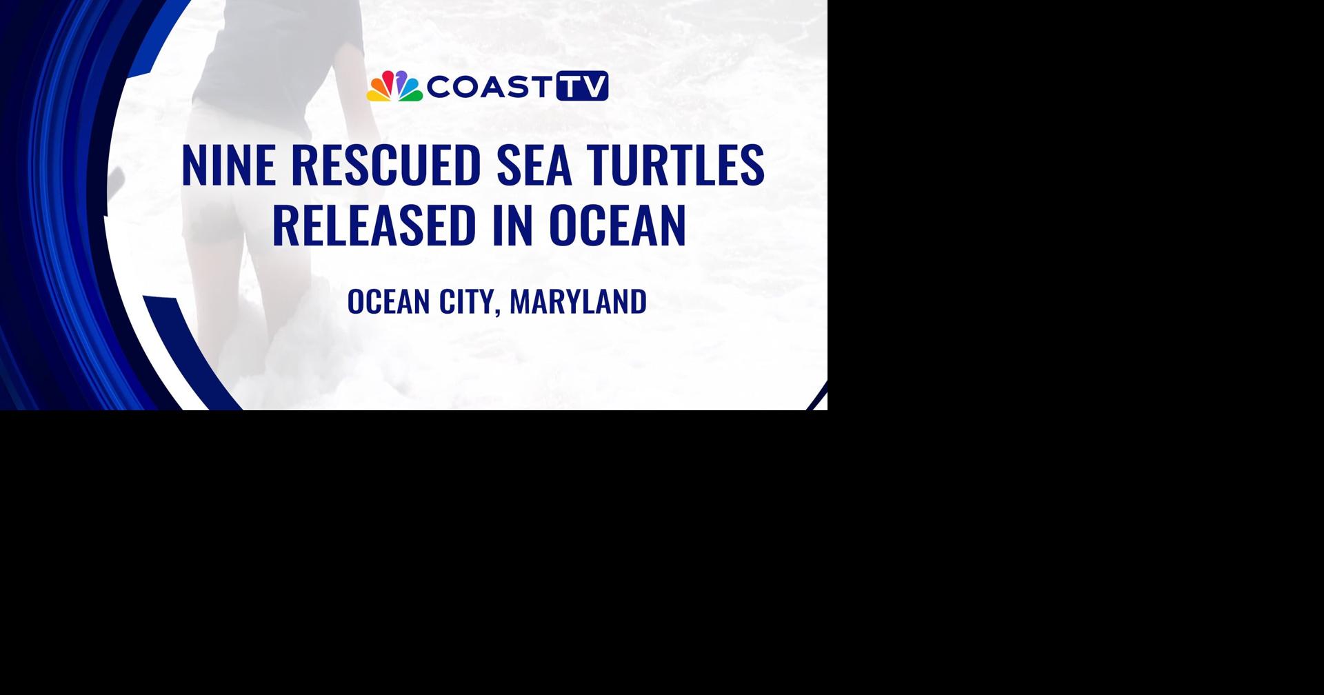 National Aquarium releases nine rescued sea turtles into ocean in Ocean ...