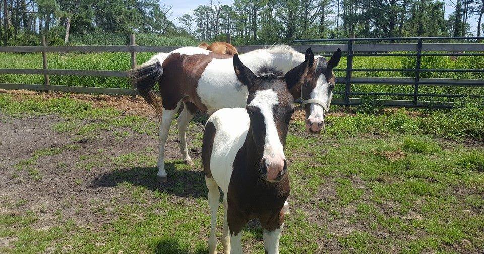Museum of Chincoteague Passes $285k in Donations to Save Beebe Ranch | News | coasttv.com