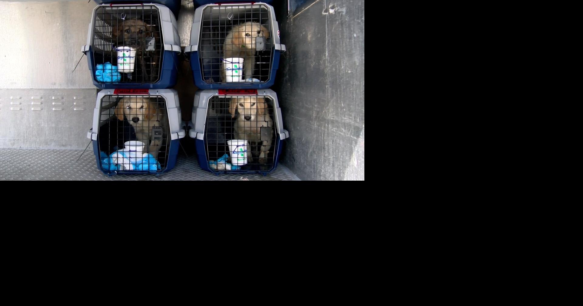 BVSPCA Welcomes 88 Dogs Ahead Of Adoption Event | News | coasttv.com
