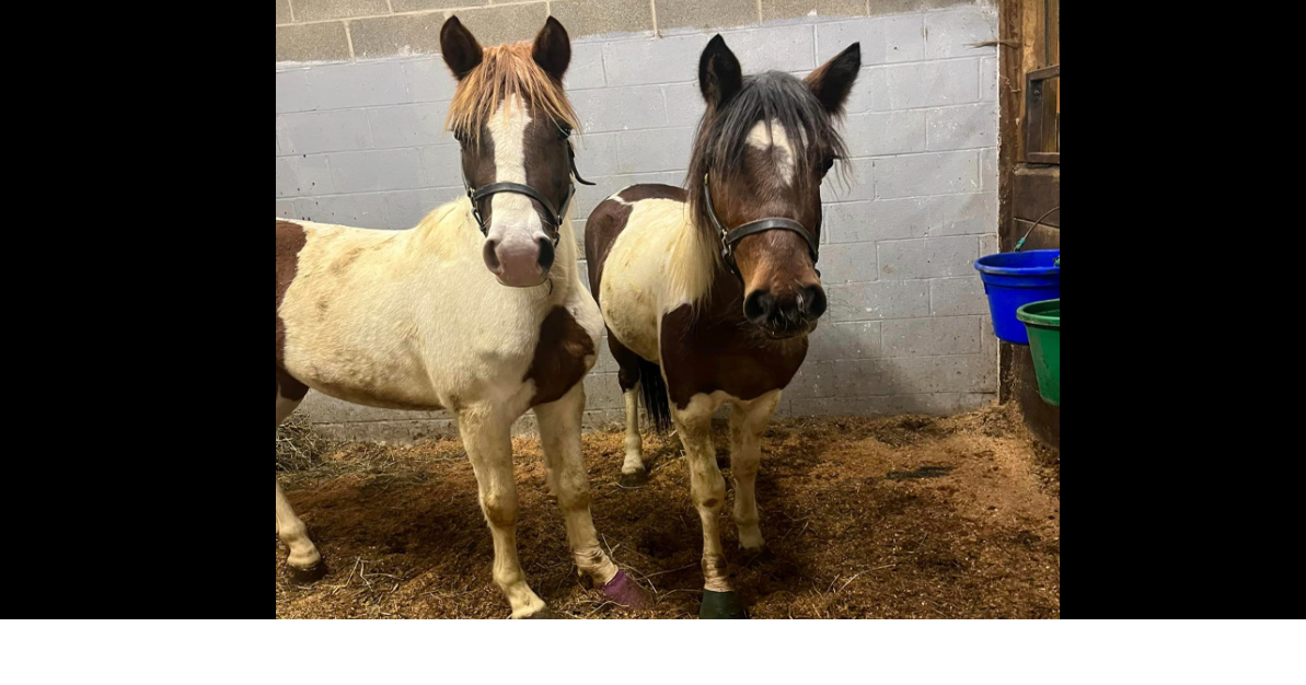Chincoteague ponies recover from Swamp Cancer | News | coasttv.com