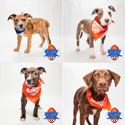 BVSPCA Makes Puppy Bowl Team | News | coasttv.com