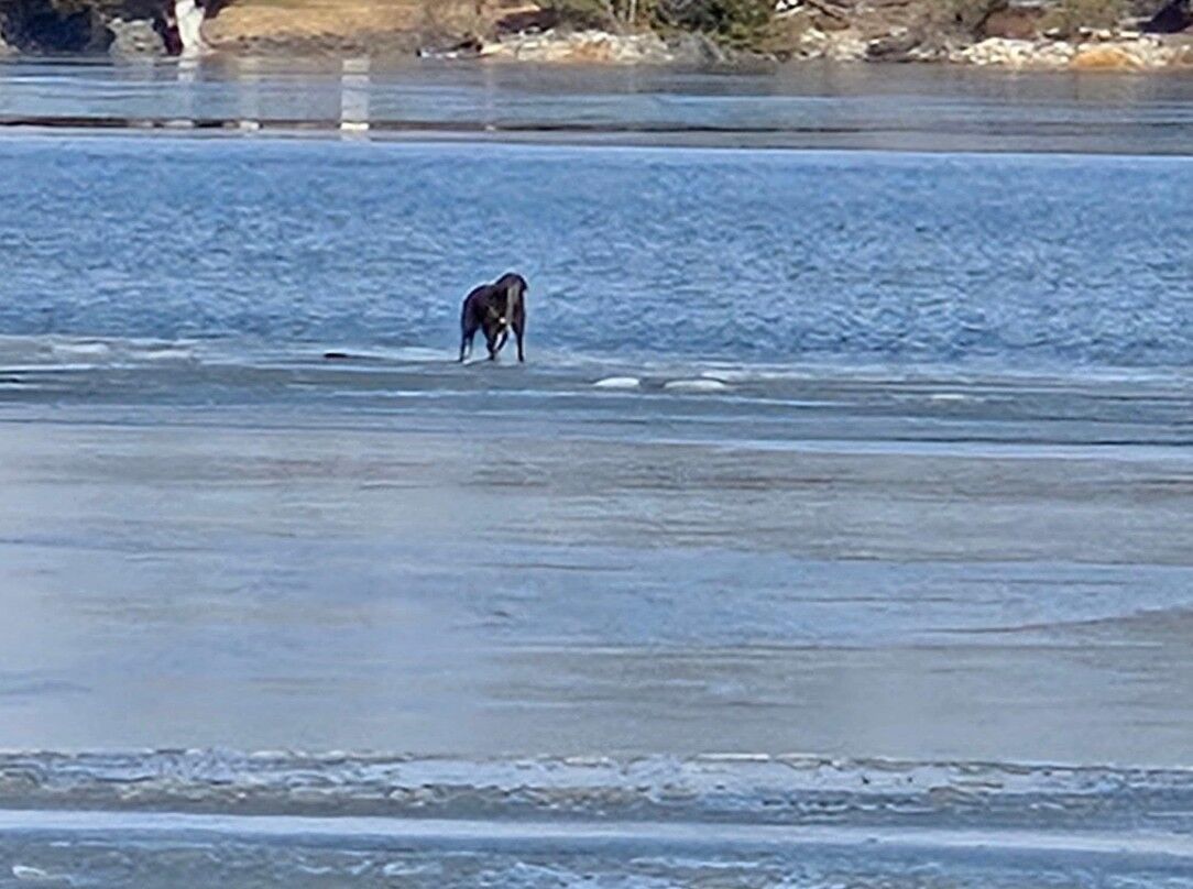 Firefighters kayak to rescue dog trapped on icy river in Ocean Pines ...