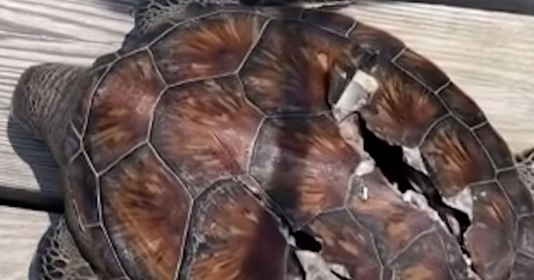 MERR urges boaters to use propeller guards after sea turtle injury ...