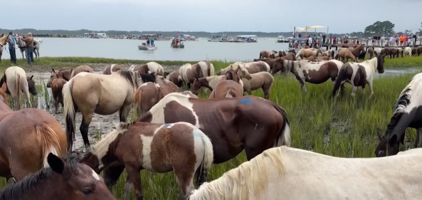 New security rules announced ahead of 100th Chincoteague Pony Swim ...