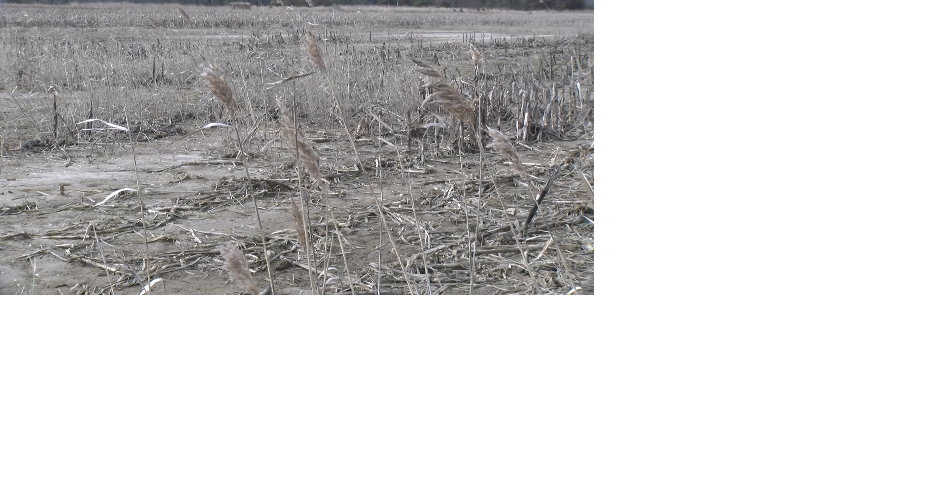 Lewes continues to face challenge of invasive reed grass | News ...