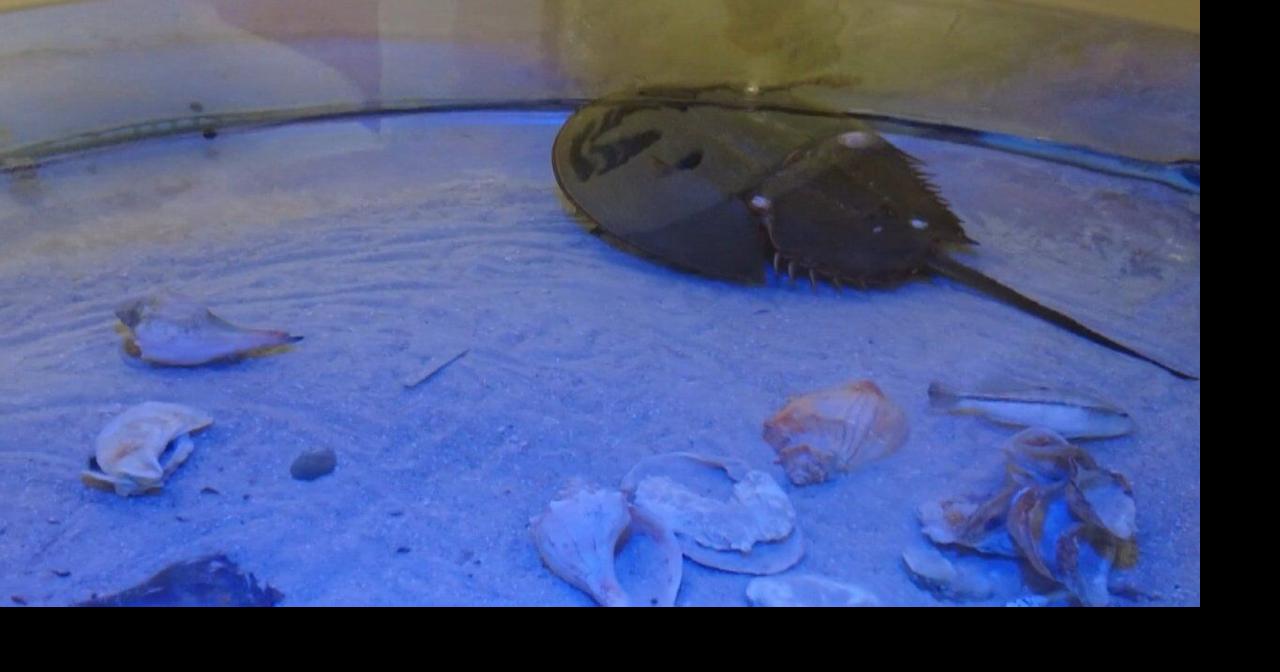 Possible Changes To Horseshoe Crab Harvesting | News | coasttv.com