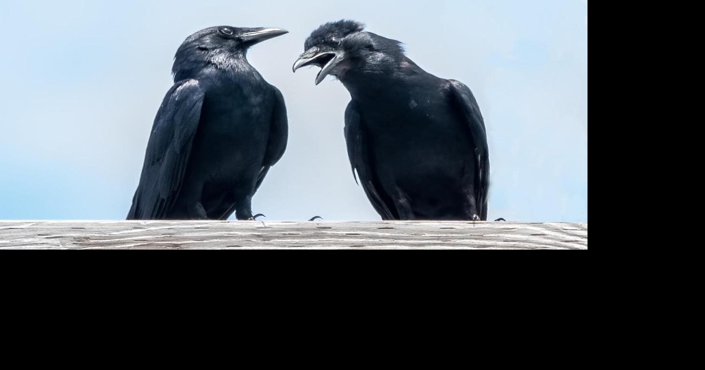 The Friends of Prime Hook People's Choice Photo Winners | News ...