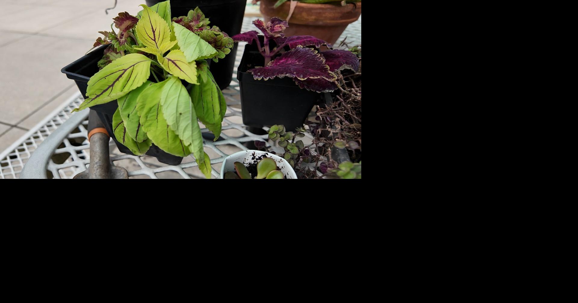 Kendall Learns About The Take A Plant Leave A Plant Event At The ...