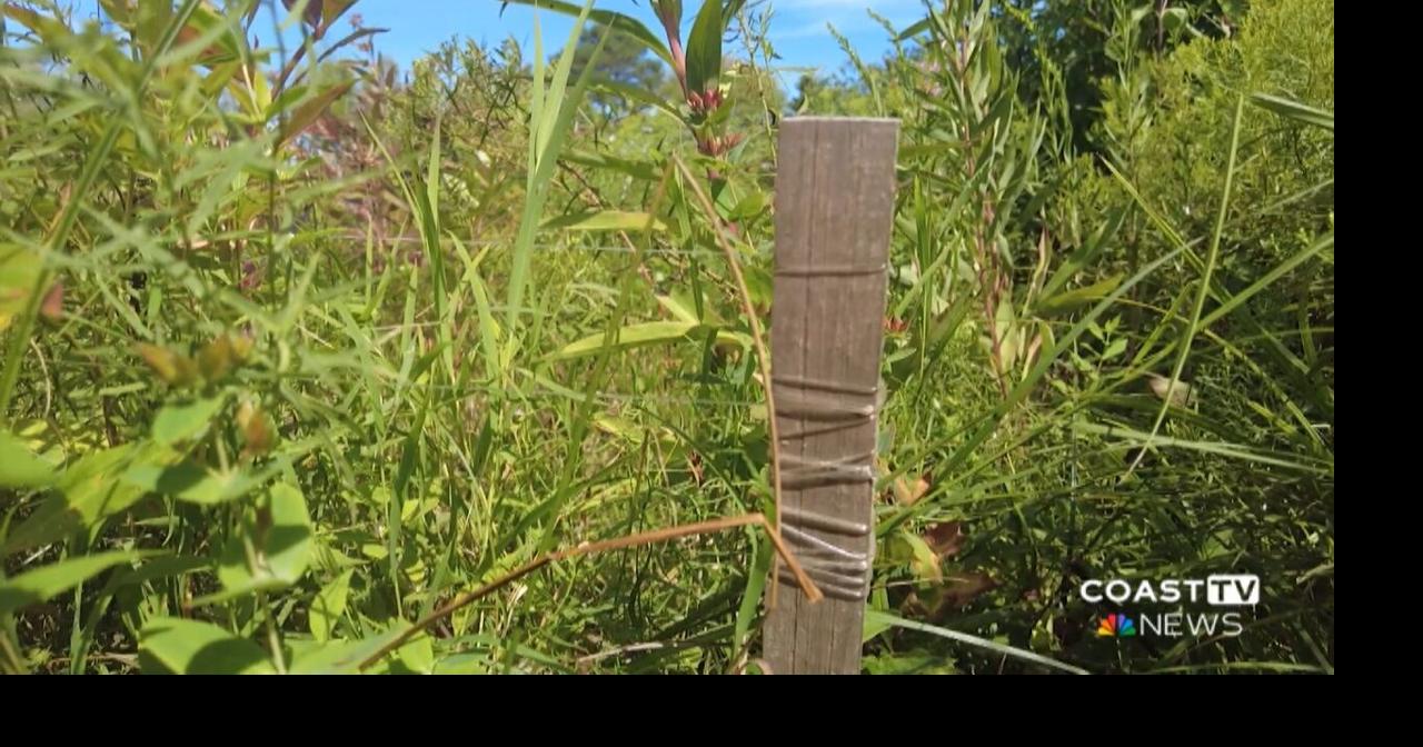 Geese Deterrent System Draws Criticism After Bird Death | News ...