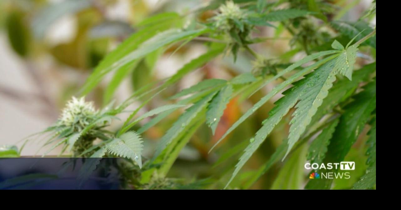 Slaughter Beach makes marijuana regulations | News | coasttv.com