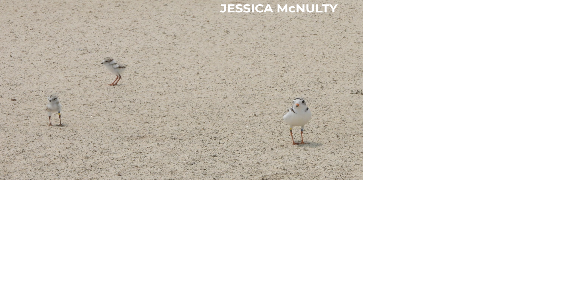 Delaware-Endangered Shorebirds | | coasttv.com