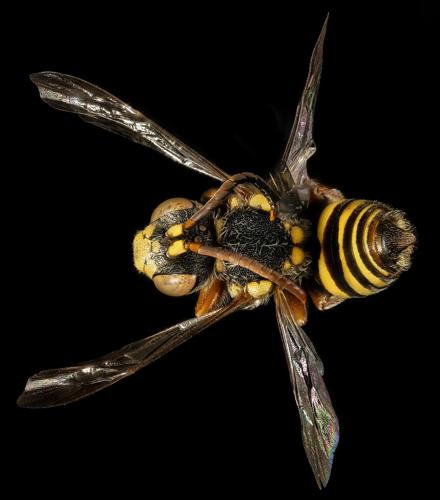 Bees in crisis: Native bee populations falling in Delaware | News ...