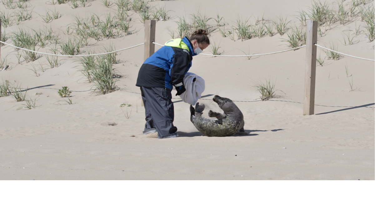 Seal with alopecia rescued in Ocean City | News | coasttv.com