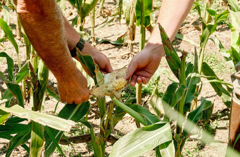 DNREC expands deer damage program as Delaware farmers face crop losses ...