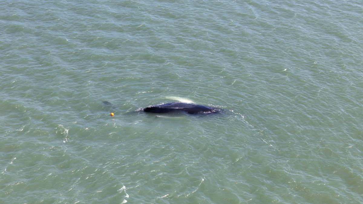 UPDATE: Dead whale stuck on sandbar, agencies assess options for next ...