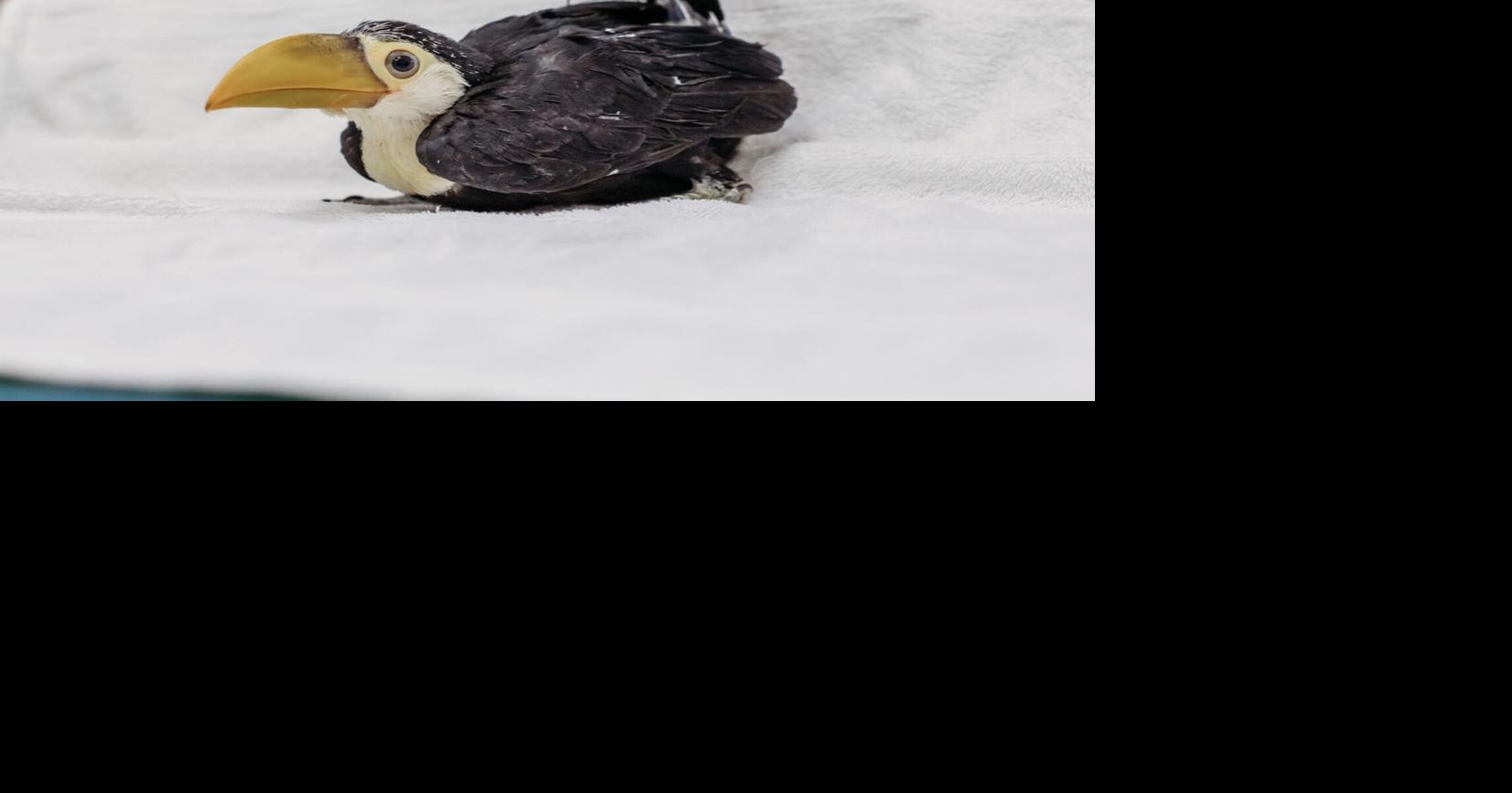 what do baby toucans eat