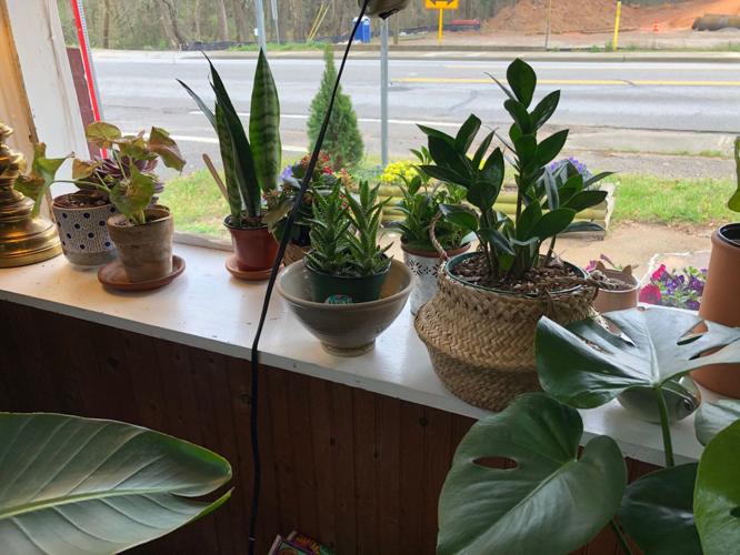 Leaf Lover's Plant Shop opens in Lexington | Business | coladaily.com