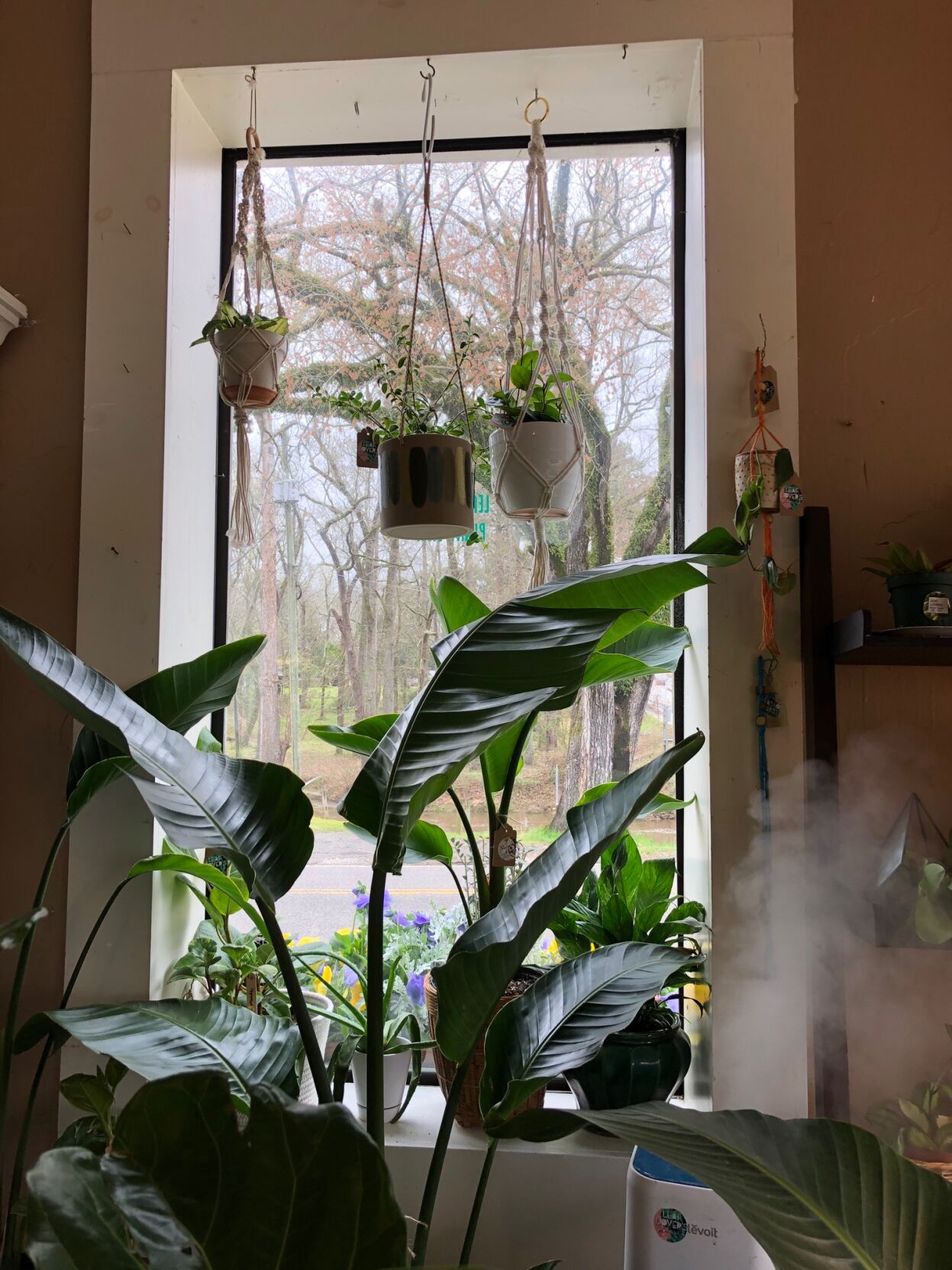 Leaf Lover's Plant Shop opens in Lexington | Business | coladaily.com