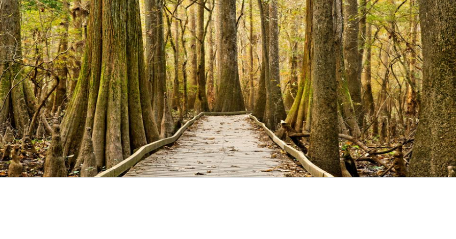 Congaree National Park one of 'Seven Wonders of SC' | Columbia ...